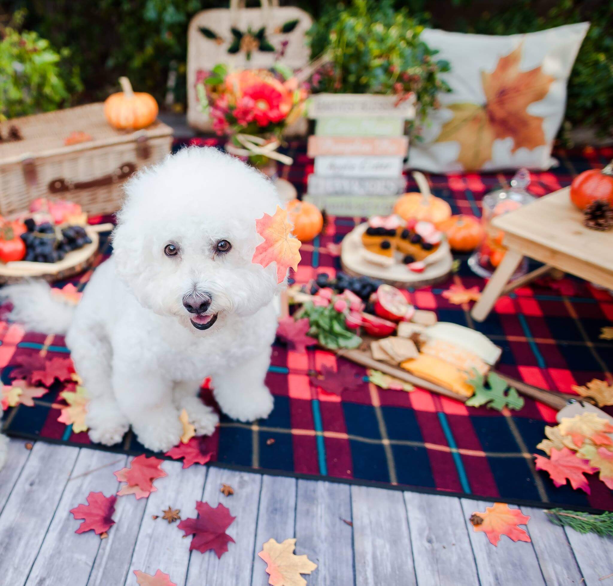 Planning the Perfect Fall Picnic - inAra By May Pham